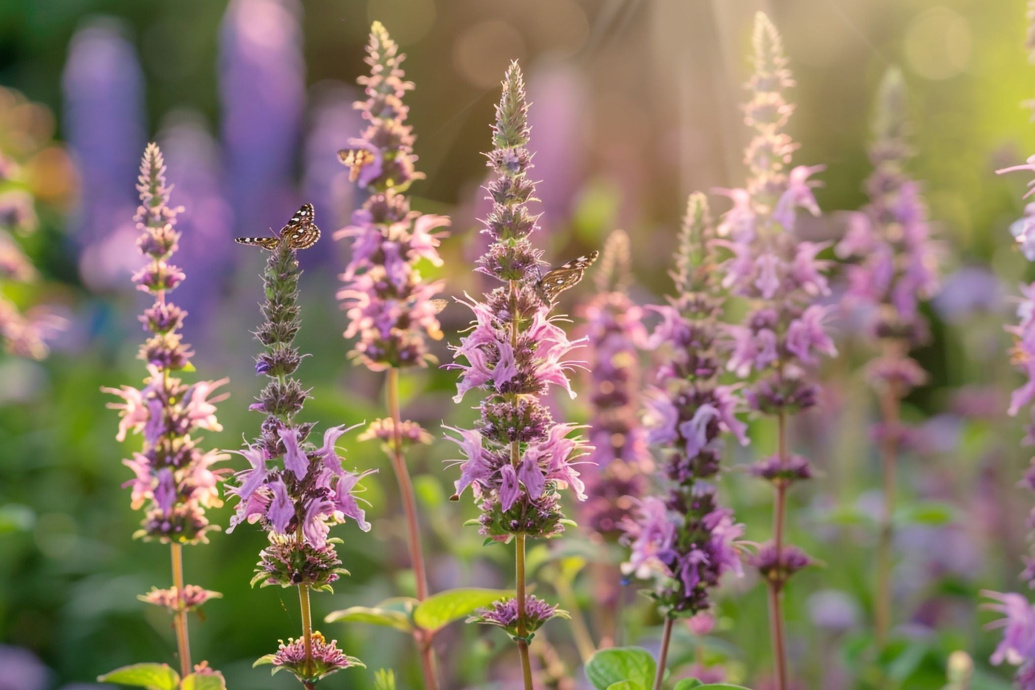 Anise Hyssop Seeds – Seeds N Beyond