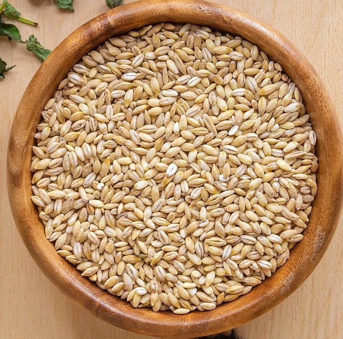 Barley Sprouting Seeds Bulk - Wheatgrass & Sprouts | Seeds N Beyond