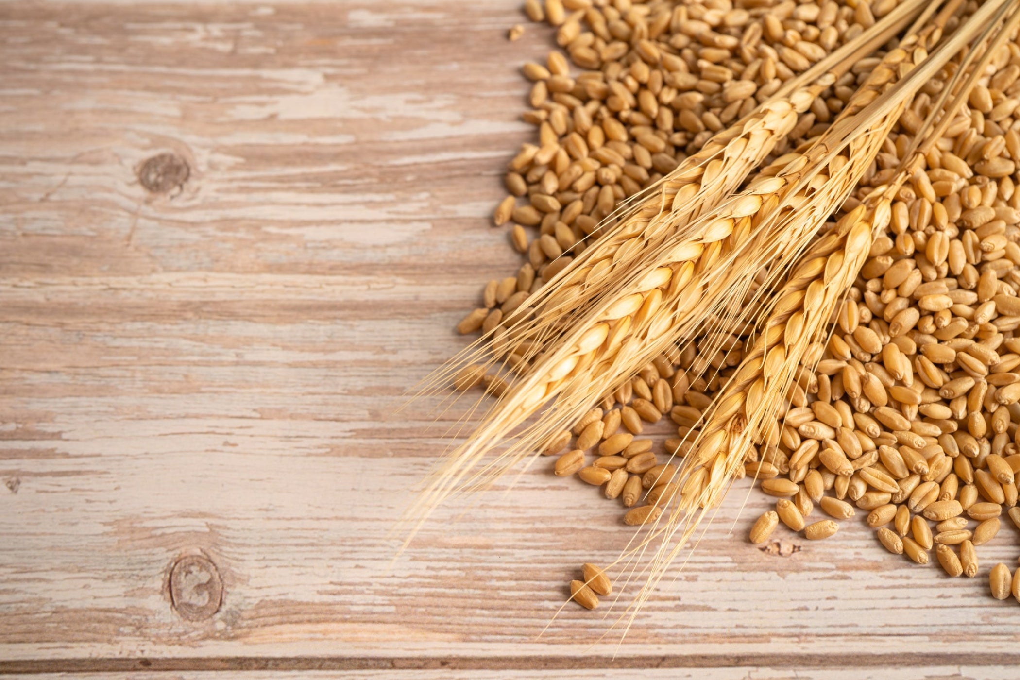 Barley Grain Seed - Sprouting | BULK – Seeds N Beyond