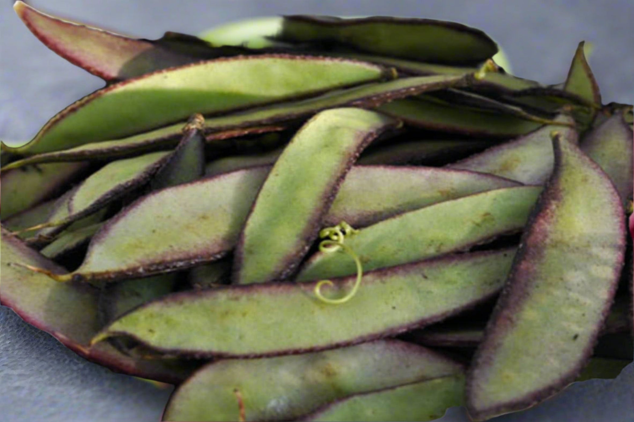 Bean- Lab Lab Highworth Seeds – Seeds N Beyond