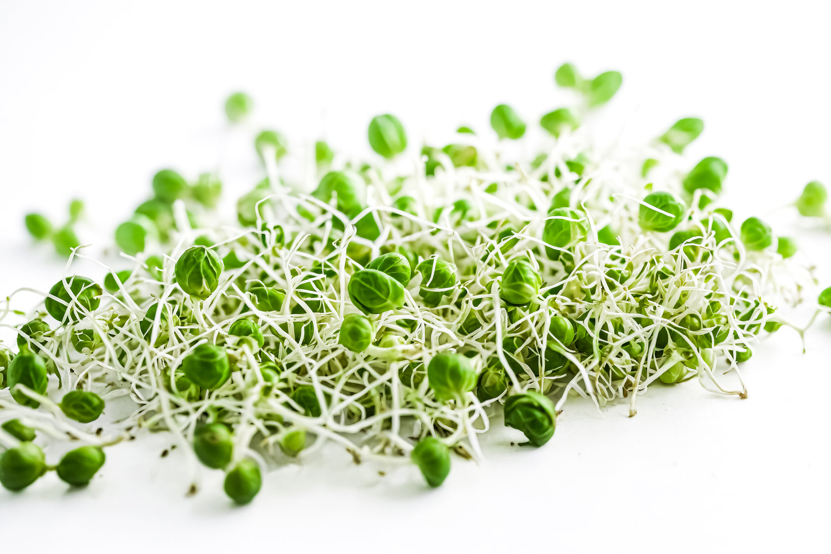 Broccoli Sprout Seeds - Sprouting & Microgreens | Seeds N Beyond