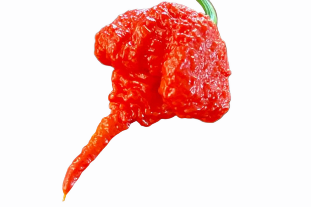 Chilli - Carolina Reaper - Red seeds – Seeds N Beyond