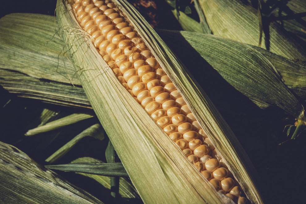 Corn Sweet - Sentinel – Seeds N Beyond