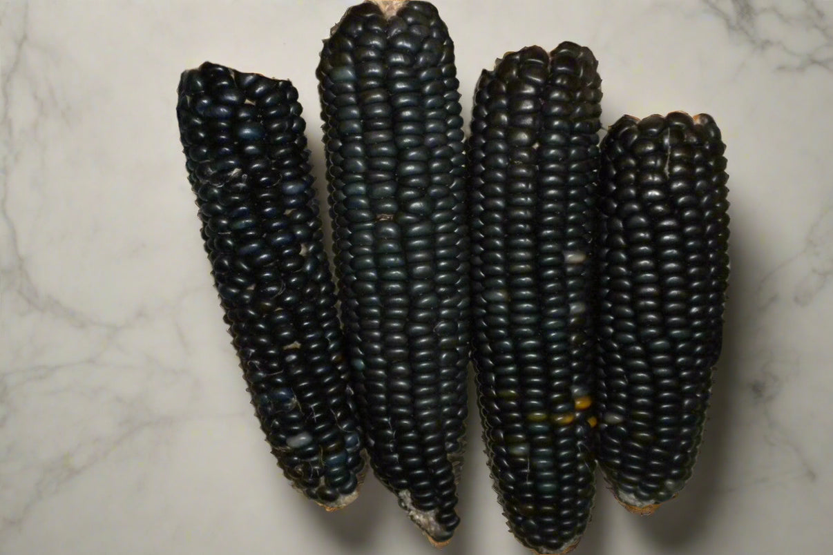 Corn, Maize - Blue Hopi Seeds – Seeds N Beyond