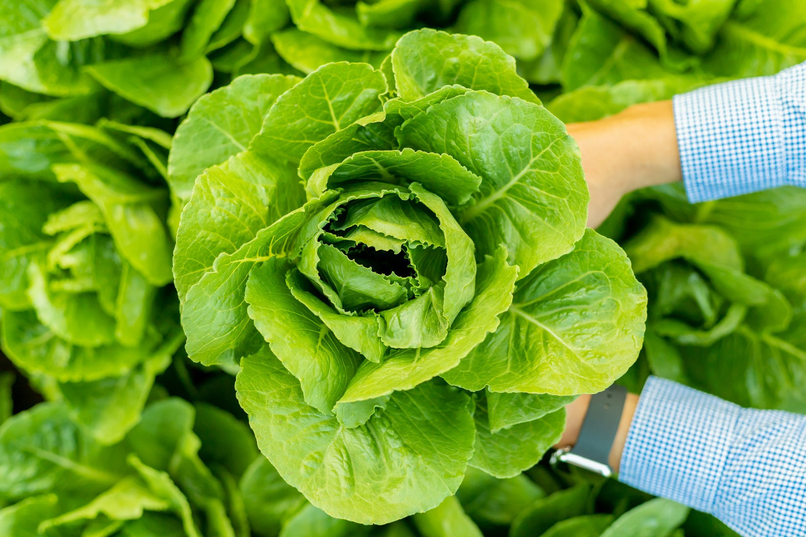 Lettuce - Parris Island Cos Green Seeds (Organic) – Seeds N Beyond