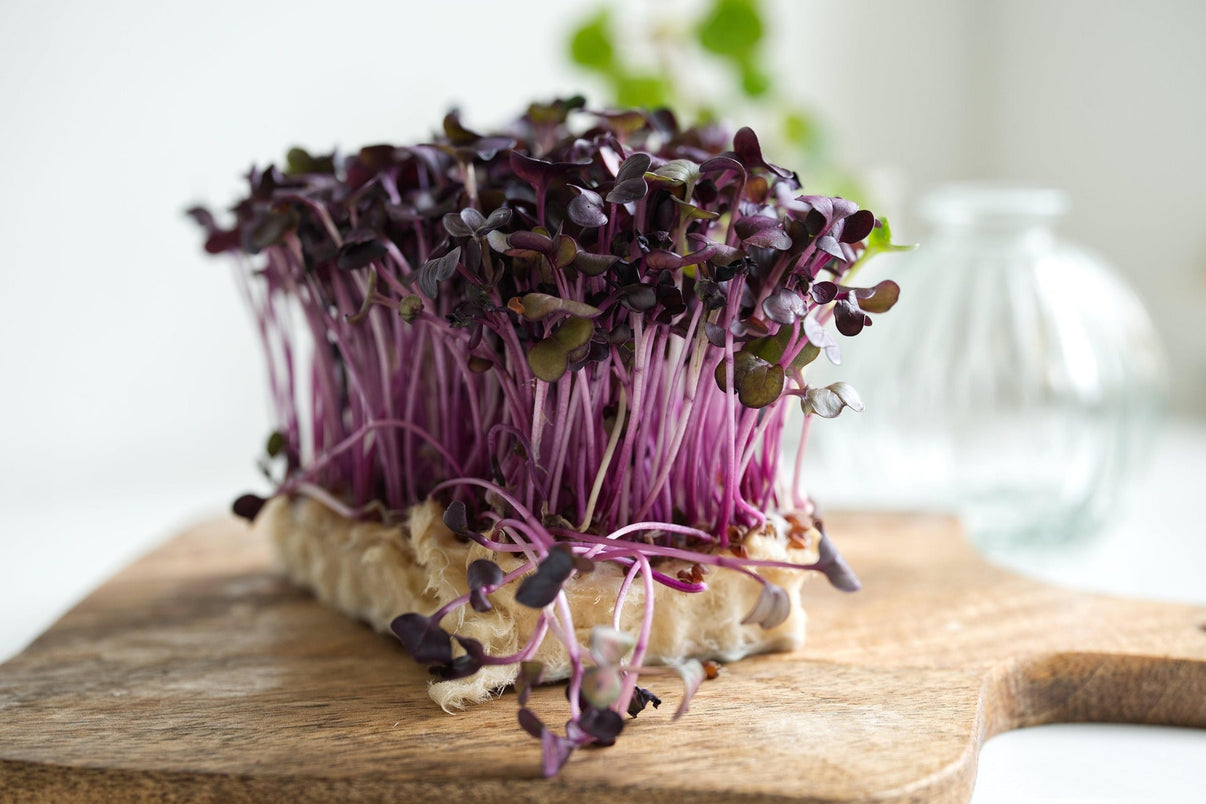 Radish Purple Sango Seeds (Sprouting) – Seeds N Beyond