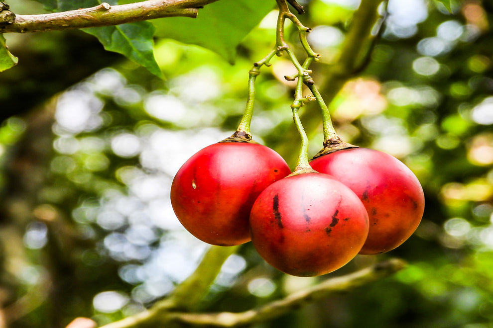 Red Tamarillo - Solanum betaceum – Seeds N Beyond