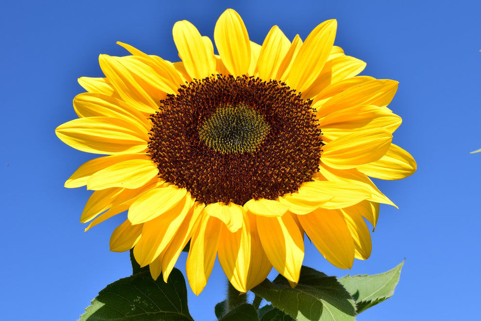Sunflower - Supernova seeds – Seeds N Beyond