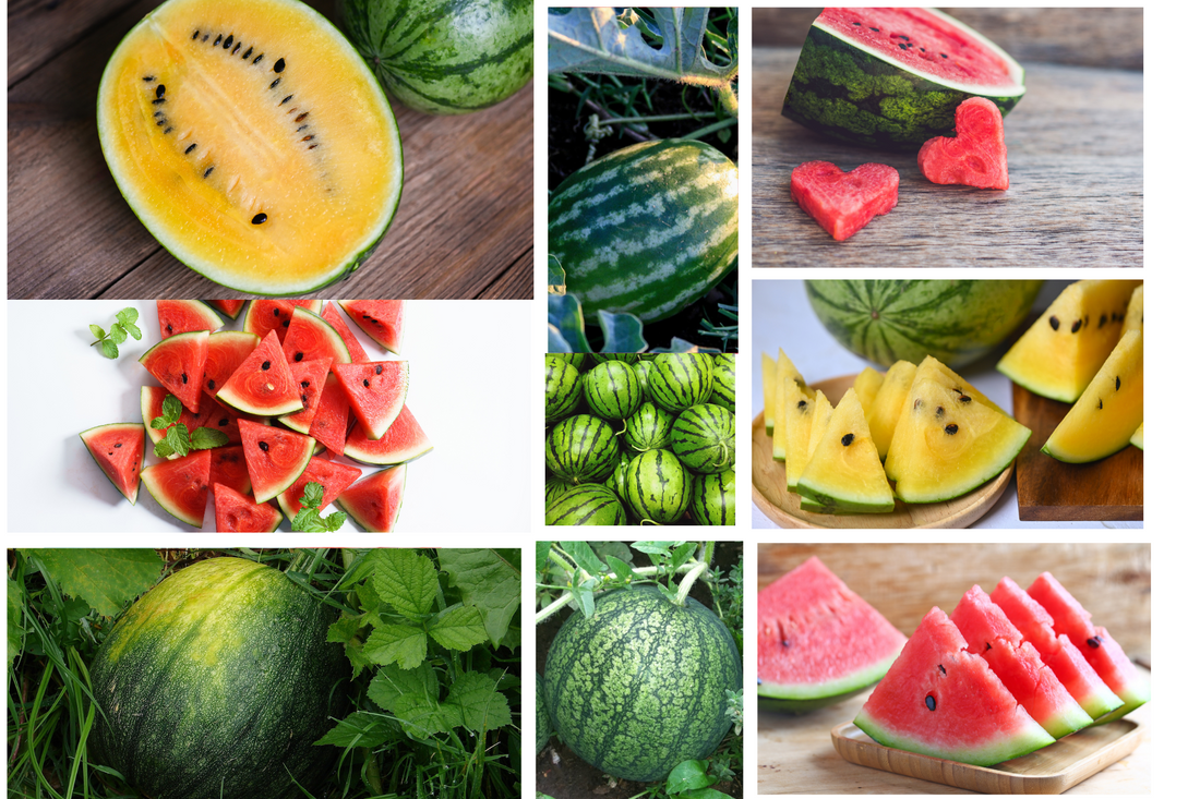 Watermelon heirloom mix seeds – Seeds N Beyond